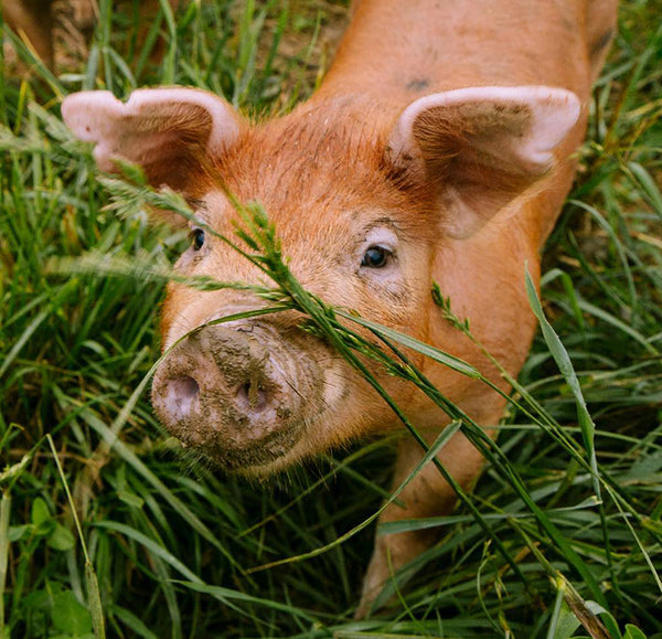 Market House | Hidden Waters Farm